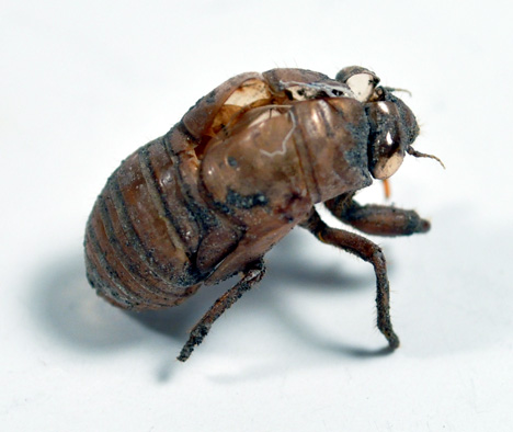 Cicada Shell Cosplay